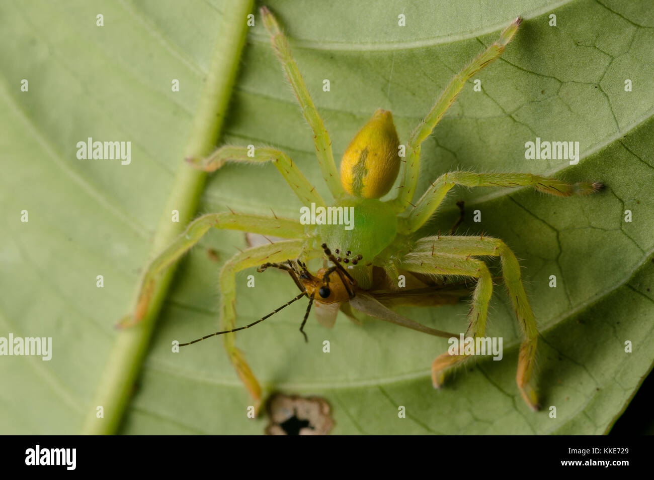 Jungle huntsman spider hi-res stock photography and images - Alamy