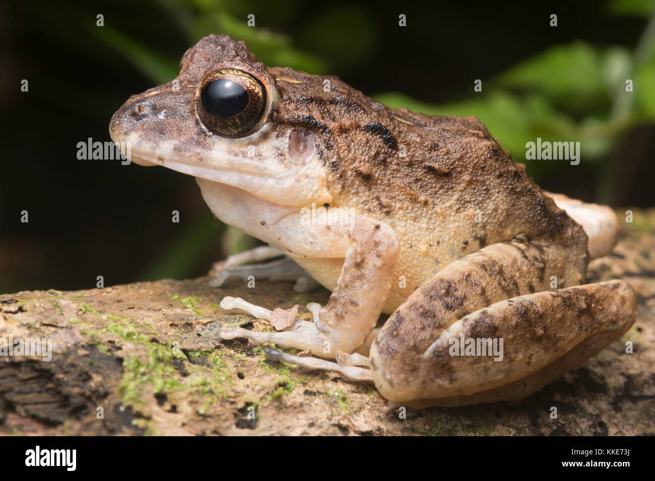Craugastor species of frog from Belize Stock Photo - Alamy