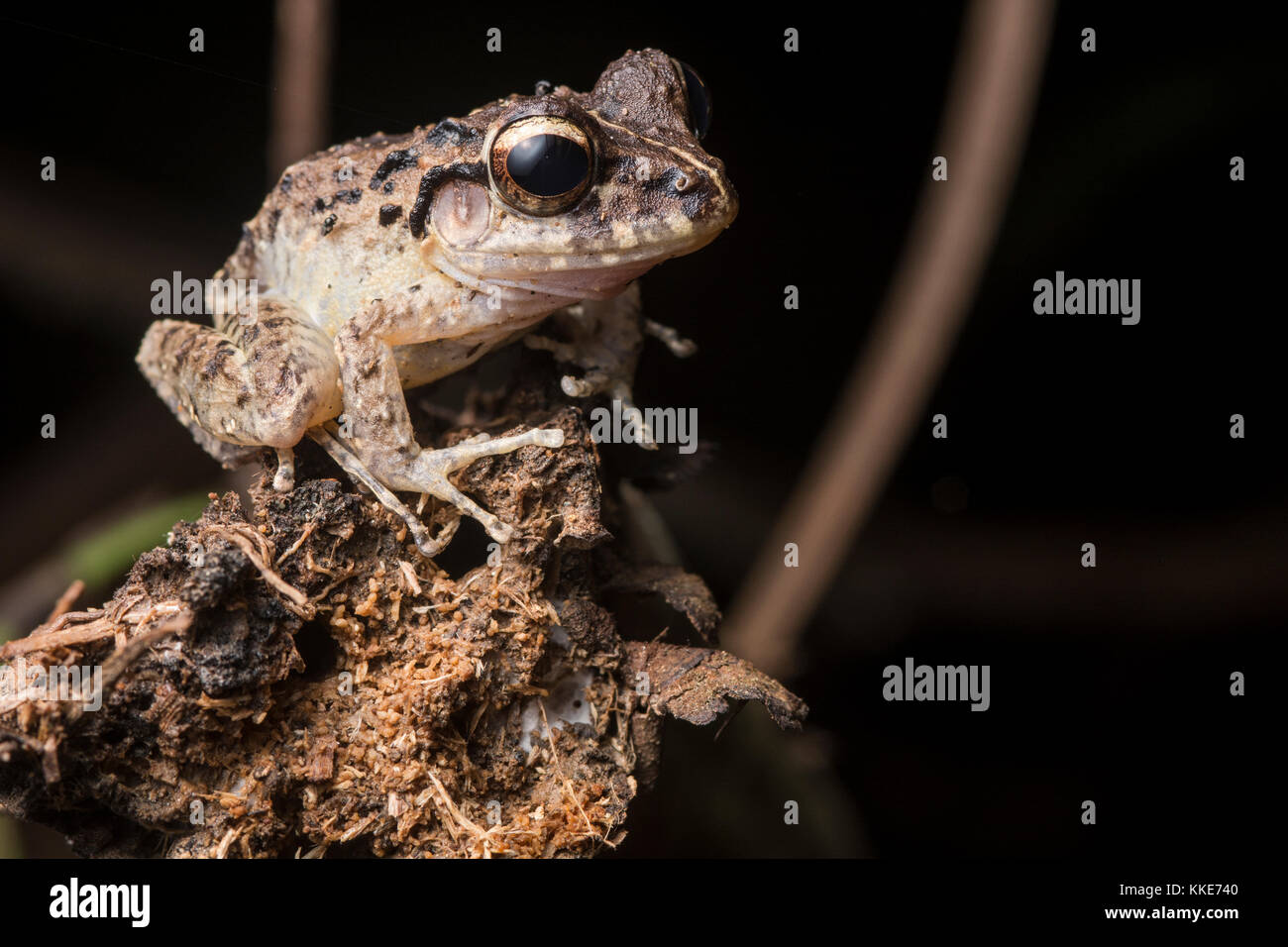 Craugastor species of frog from Belize Stock Photo - Alamy