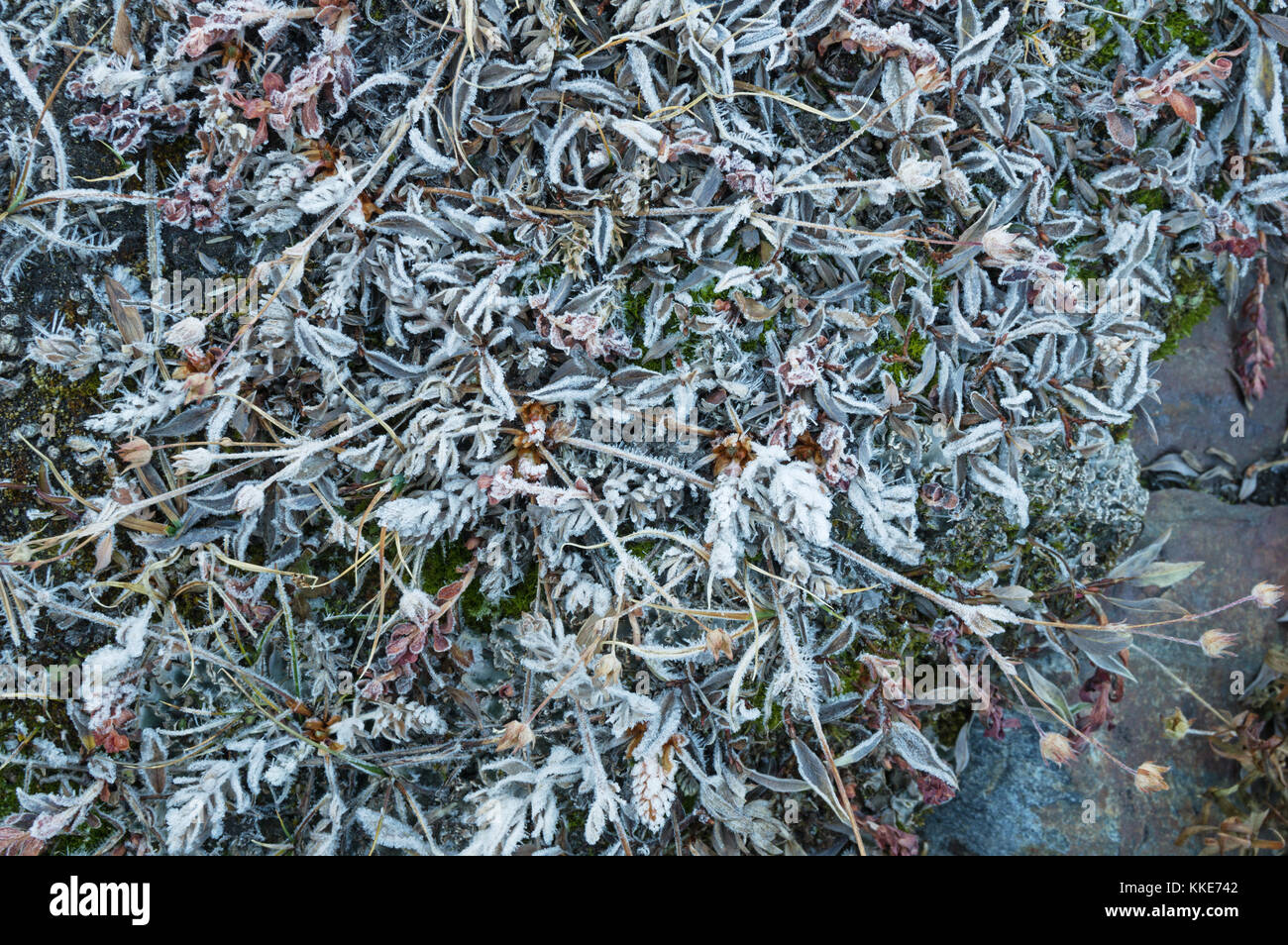 frozen alpine meadow with ice and frost on the leaves and grass Stock ...