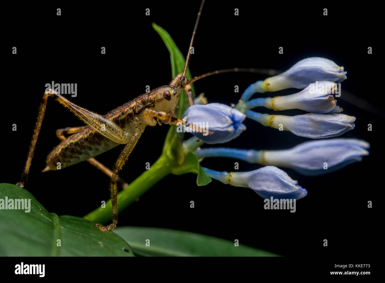 Katydid flower hi-res stock photography and images - Alamy