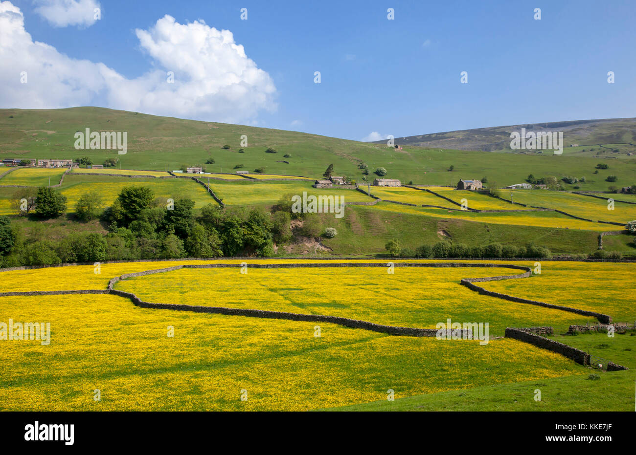 Swaledale buttercup meadows near Gunnerside Yorkshire Dales national ...