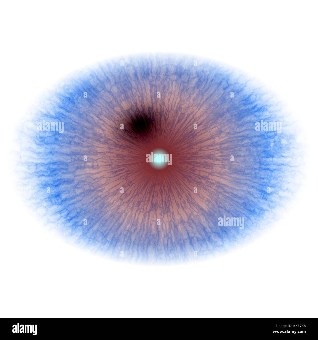 Eye RTG. Animal eye in rentgen photo with blue purple iris, light ...