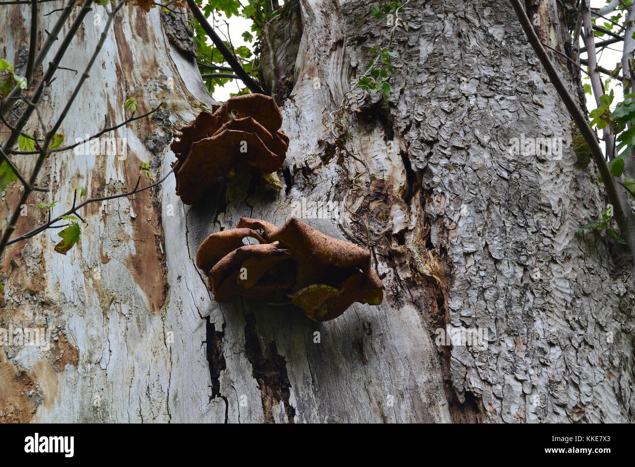 Forest in belfast hi-res stock photography and images - Alamy