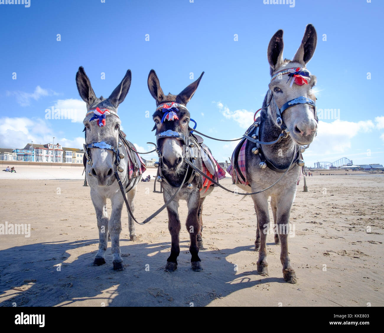 Three donkeys on the beach at the seaside resort of Blackpool, North ...