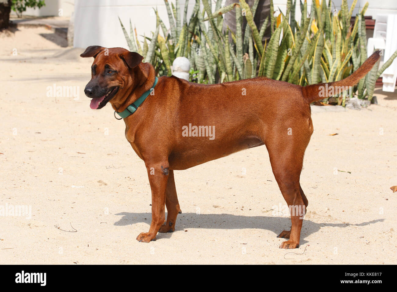 Thai Ridgeback Dog High Resolution Stock Photography and Images - Alamy