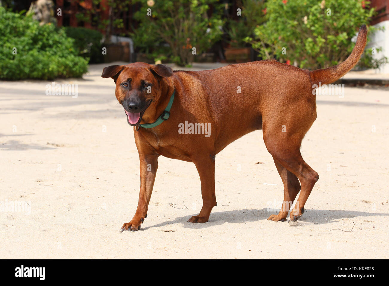 Thai Ridgeback Colors