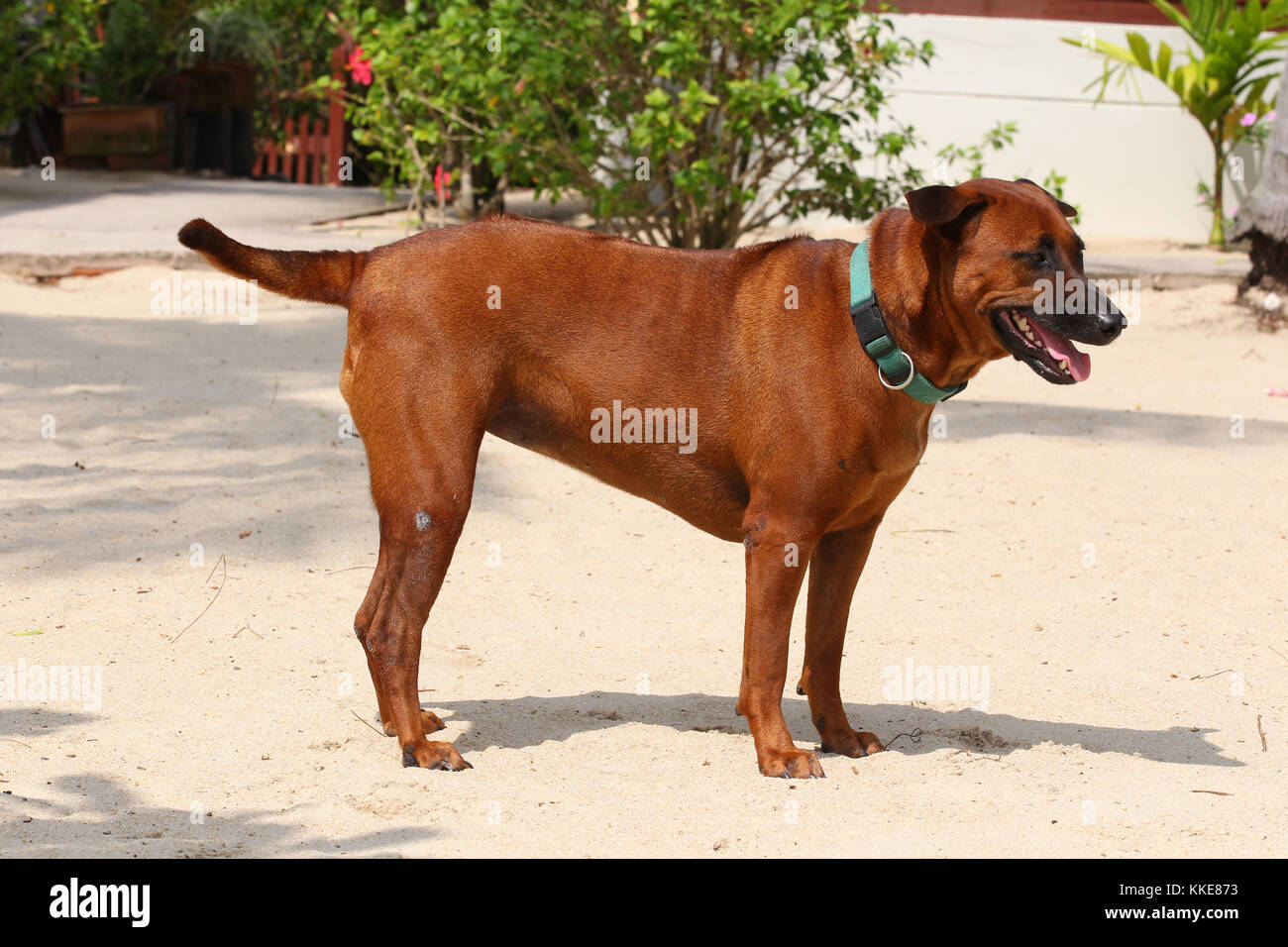 Thai Ridgeback Dog High Resolution Stock Photography and Images - Alamy