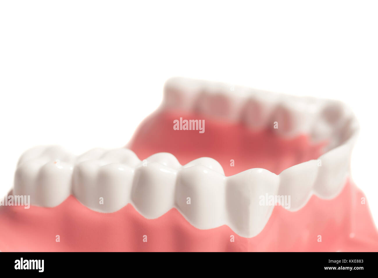 Teeth model isolated on white Stock Photo - Alamy