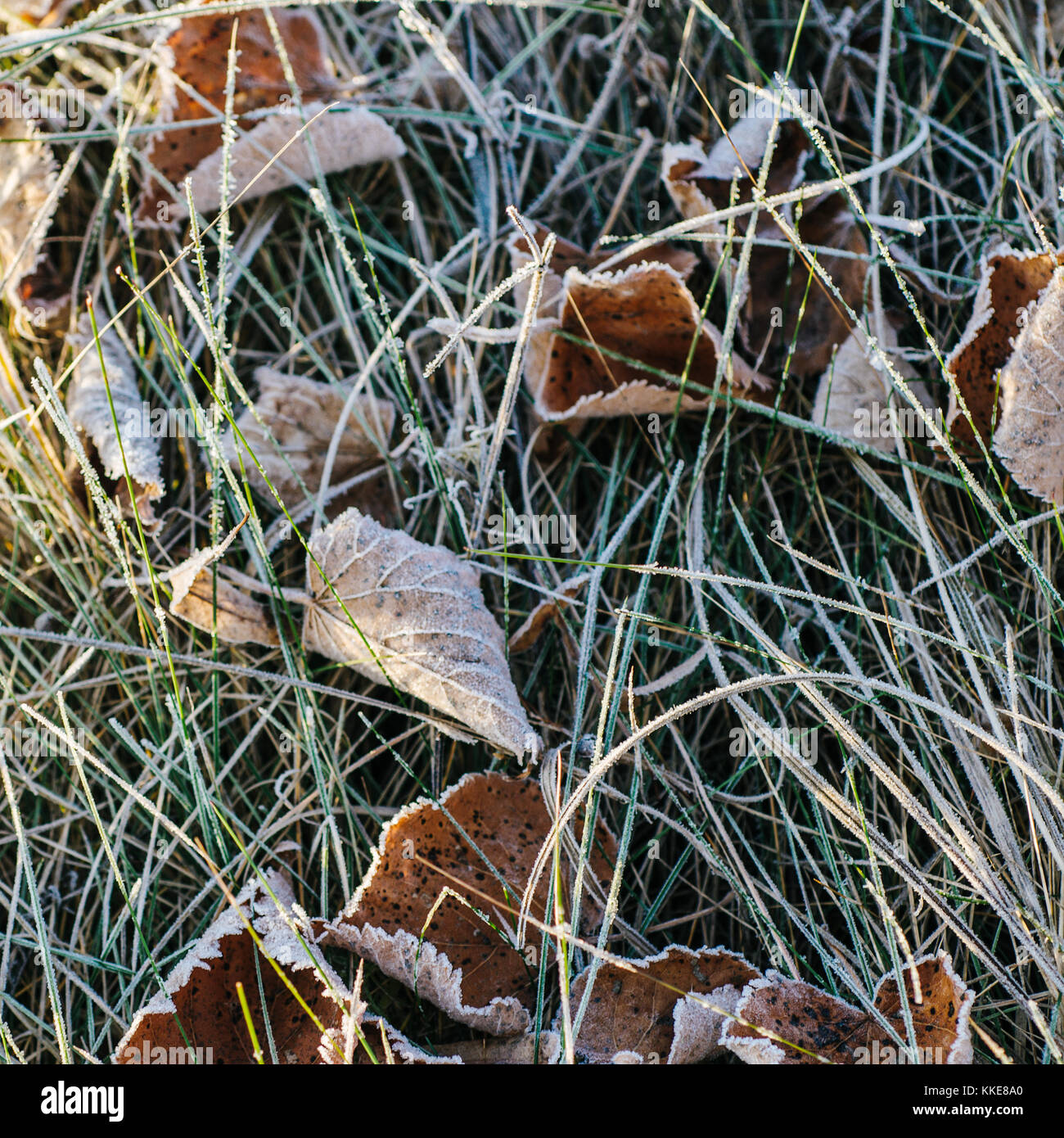 Frozen dry leaves Stock Photo - Alamy