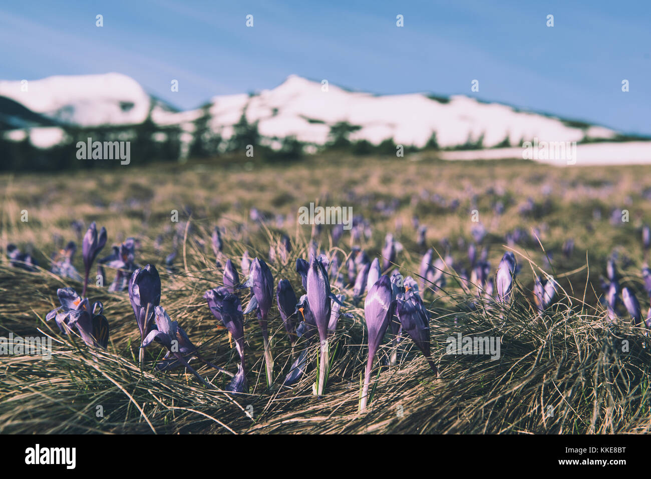 Landscape with crocuses Stock Photo - Alamy