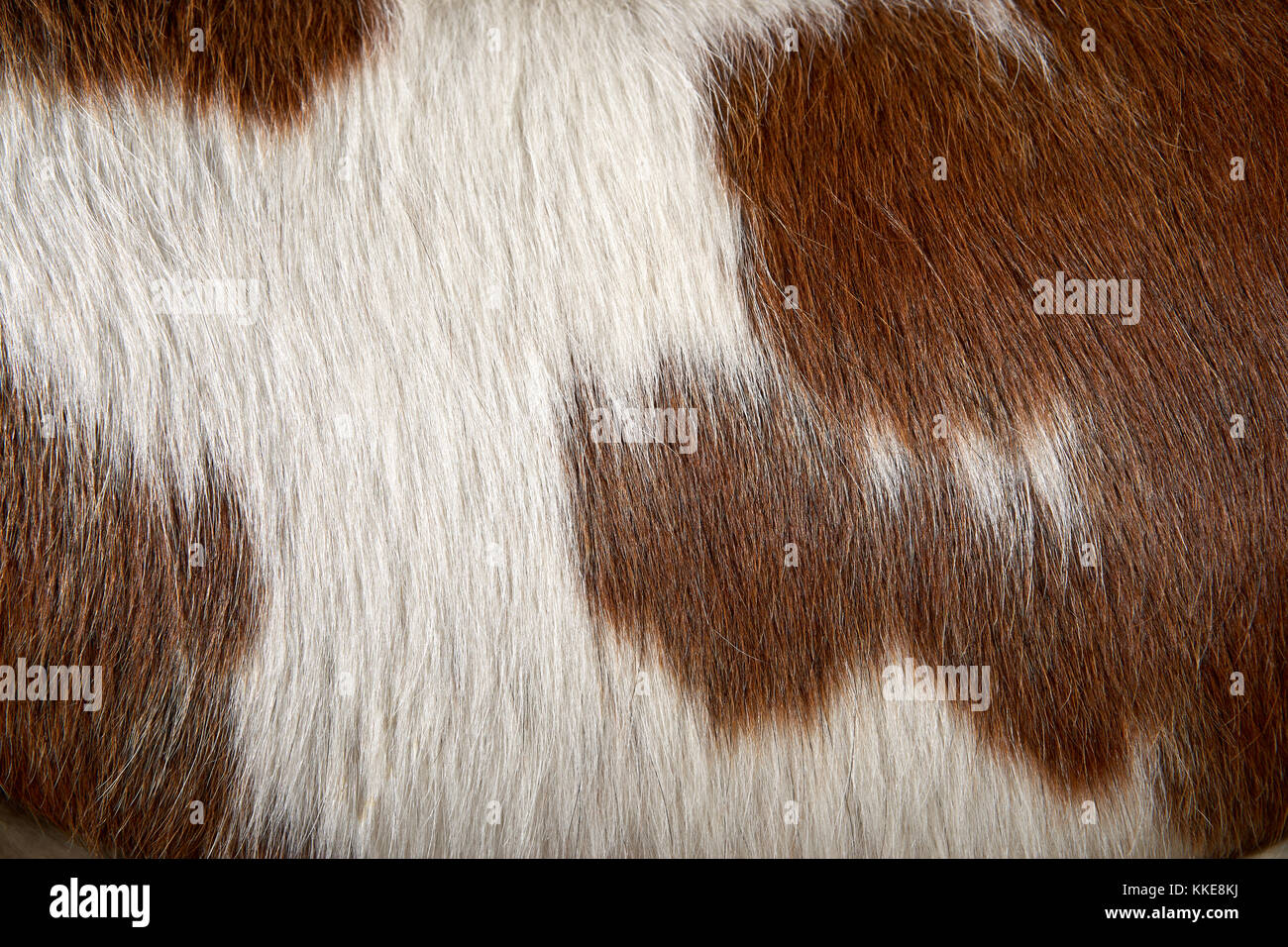 Close up detail of the hide and hair of a brown and white spotted cow ...