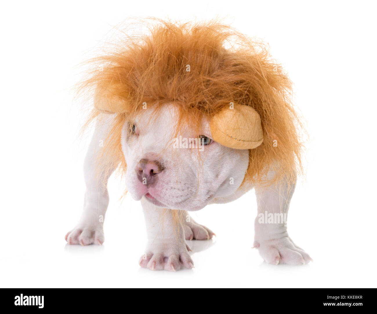 puppy american bully in front of white background Stock Photo - Alamy