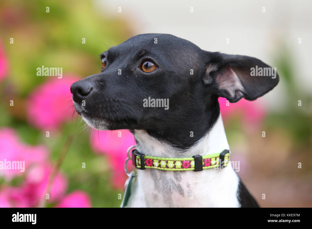 What Is A Spanish Rat Dog