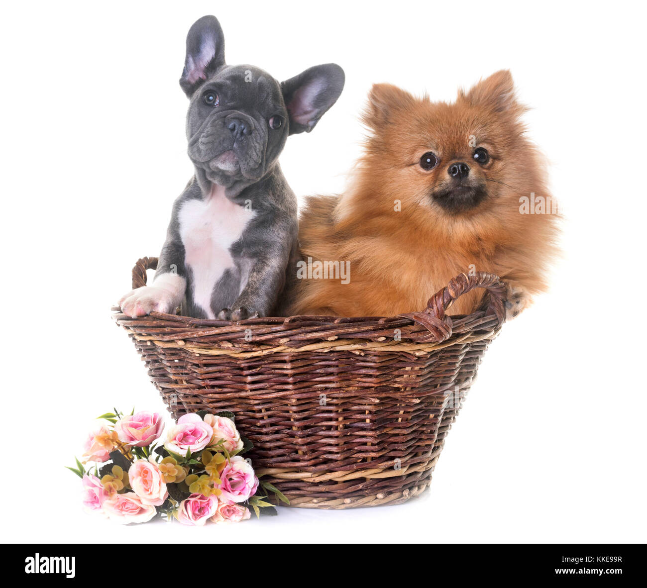 puppy french bulldog and pomeranian in front of white background Stock ...