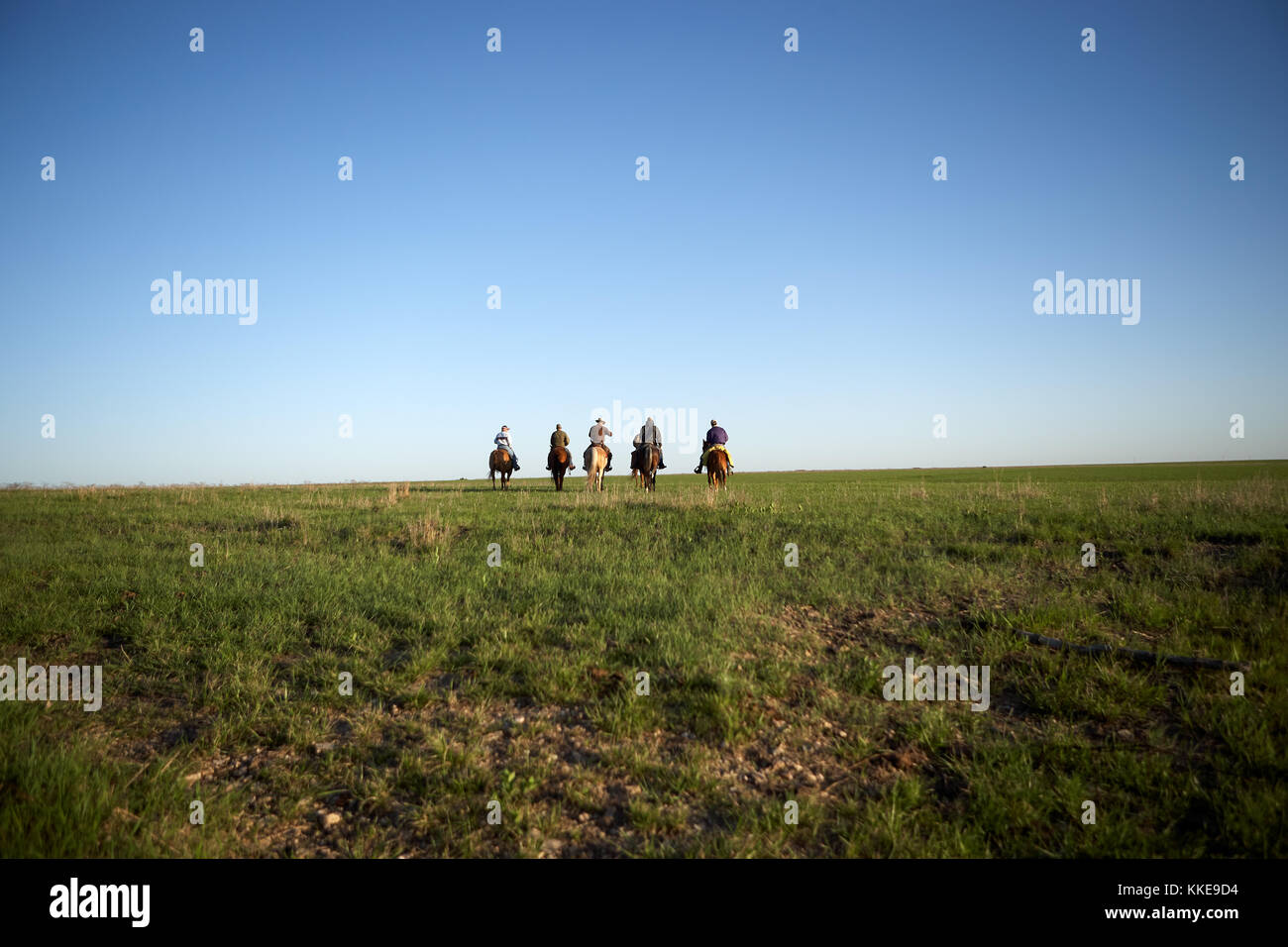 Five cowboys viewed at a distance riding over open grassland in evening ...