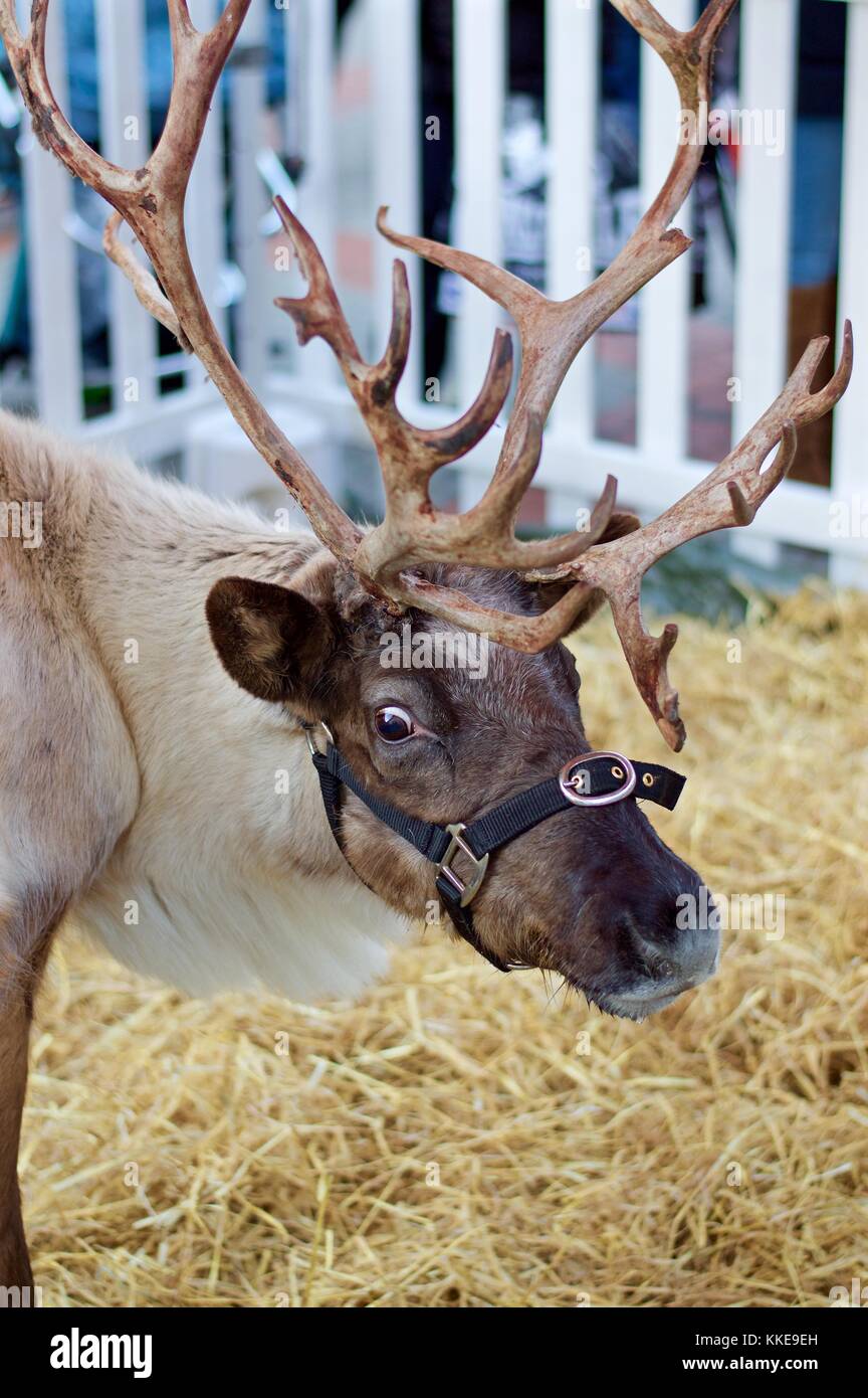 Reindeer in petting pen at Hemel Hempstead Christmas Lights switch on ...