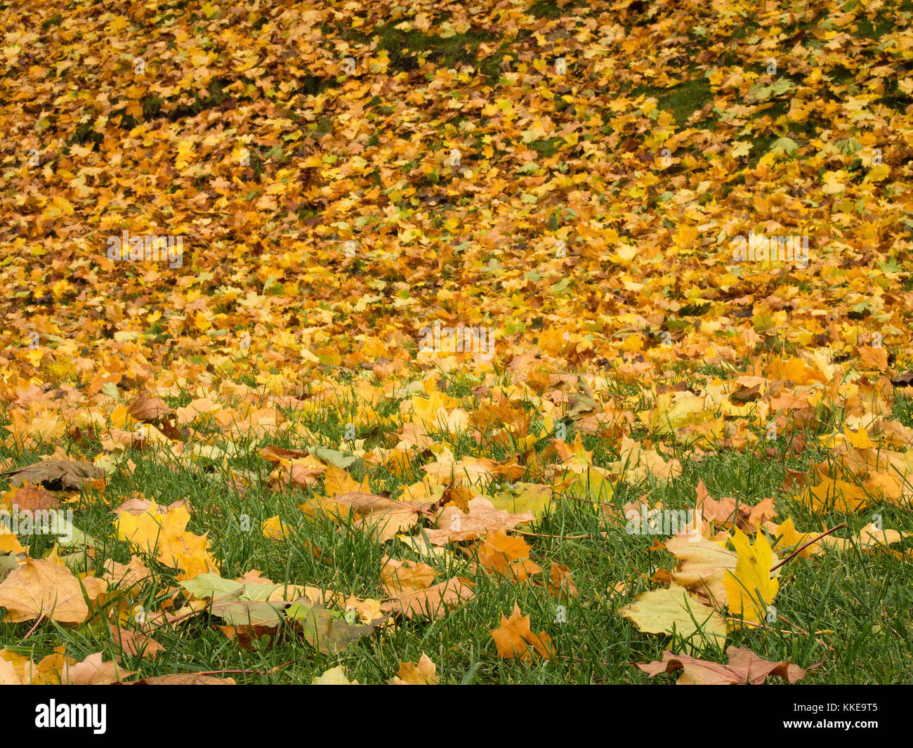 Beautiful fallen leaf grass hi-res stock photography and images - Alamy