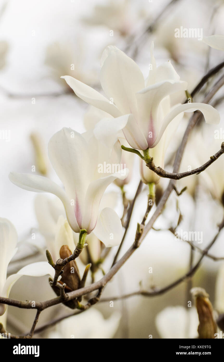 Magnolia spring flowers Stock Photo - Alamy