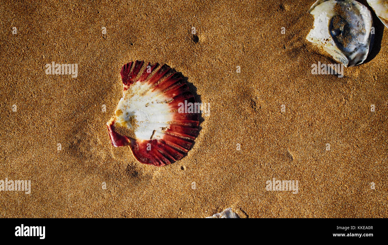 Seashells and sand background Stock Photo - Alamy