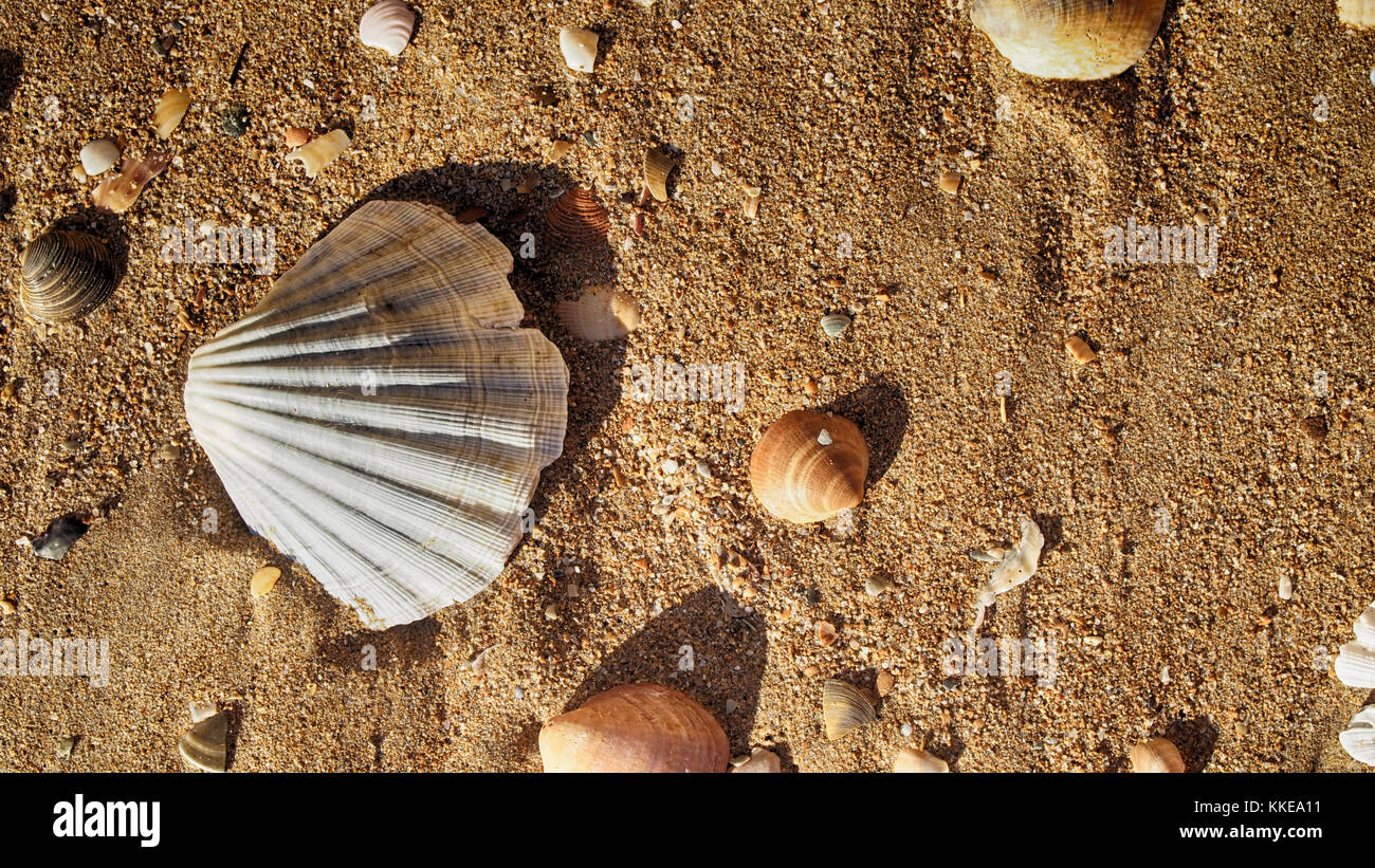 Seashells and sand background Stock Photo - Alamy