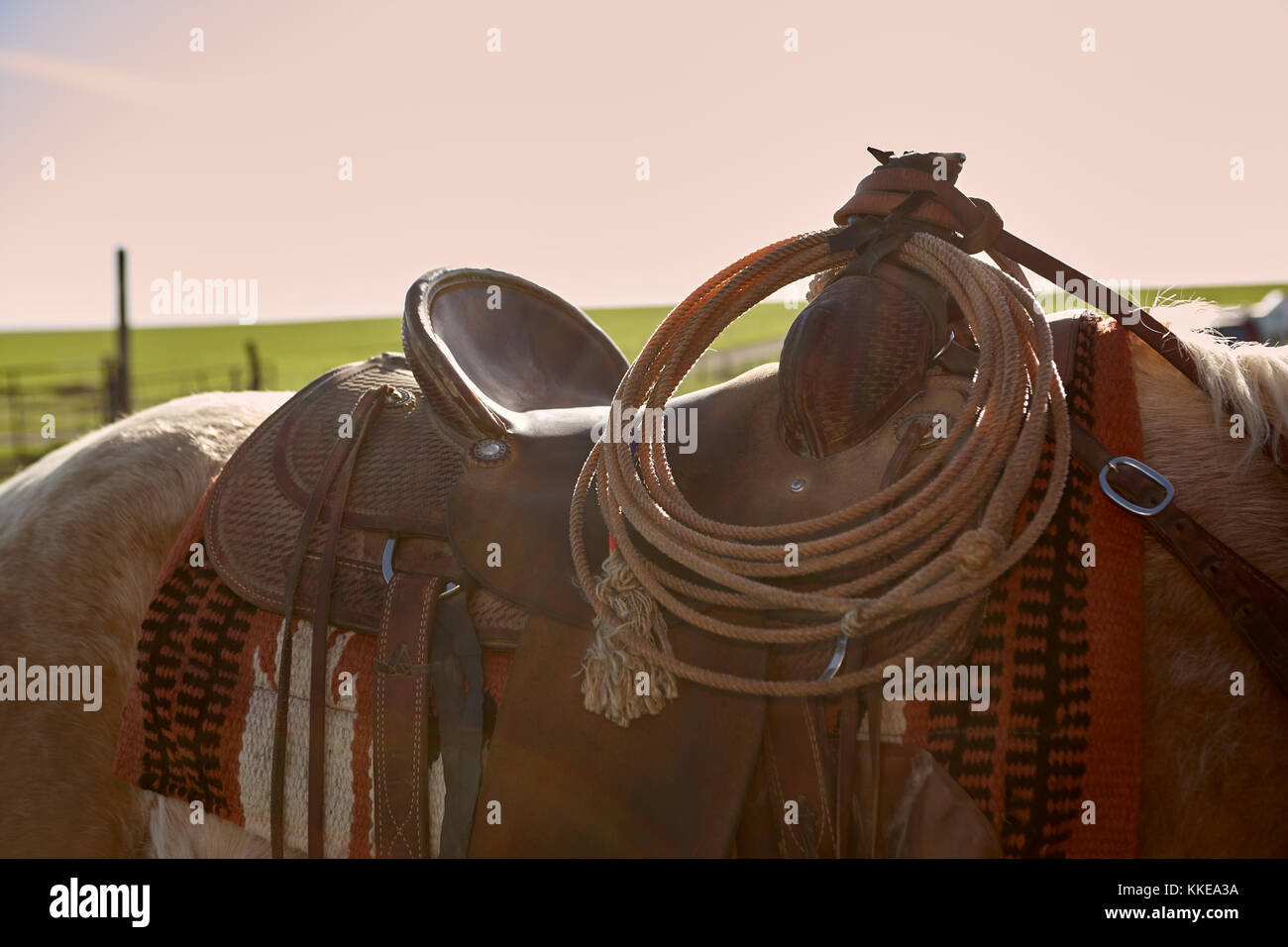 Coiled cowboy lasso draped around the pommel of a saddle on a horse at ...