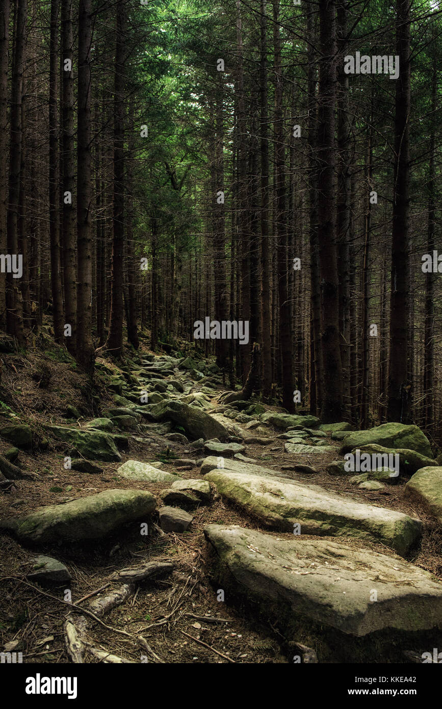 North scandinavian forest Stock Photo - Alamy