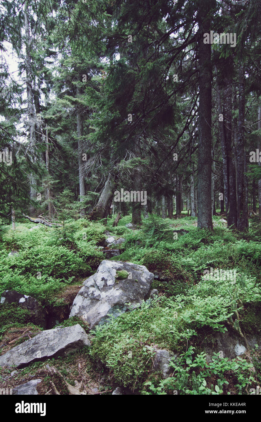 North scandinavian forest Stock Photo - Alamy