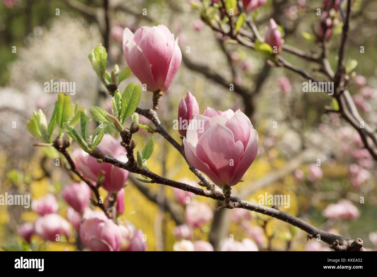 Magnolia spring flowers Stock Photo - Alamy