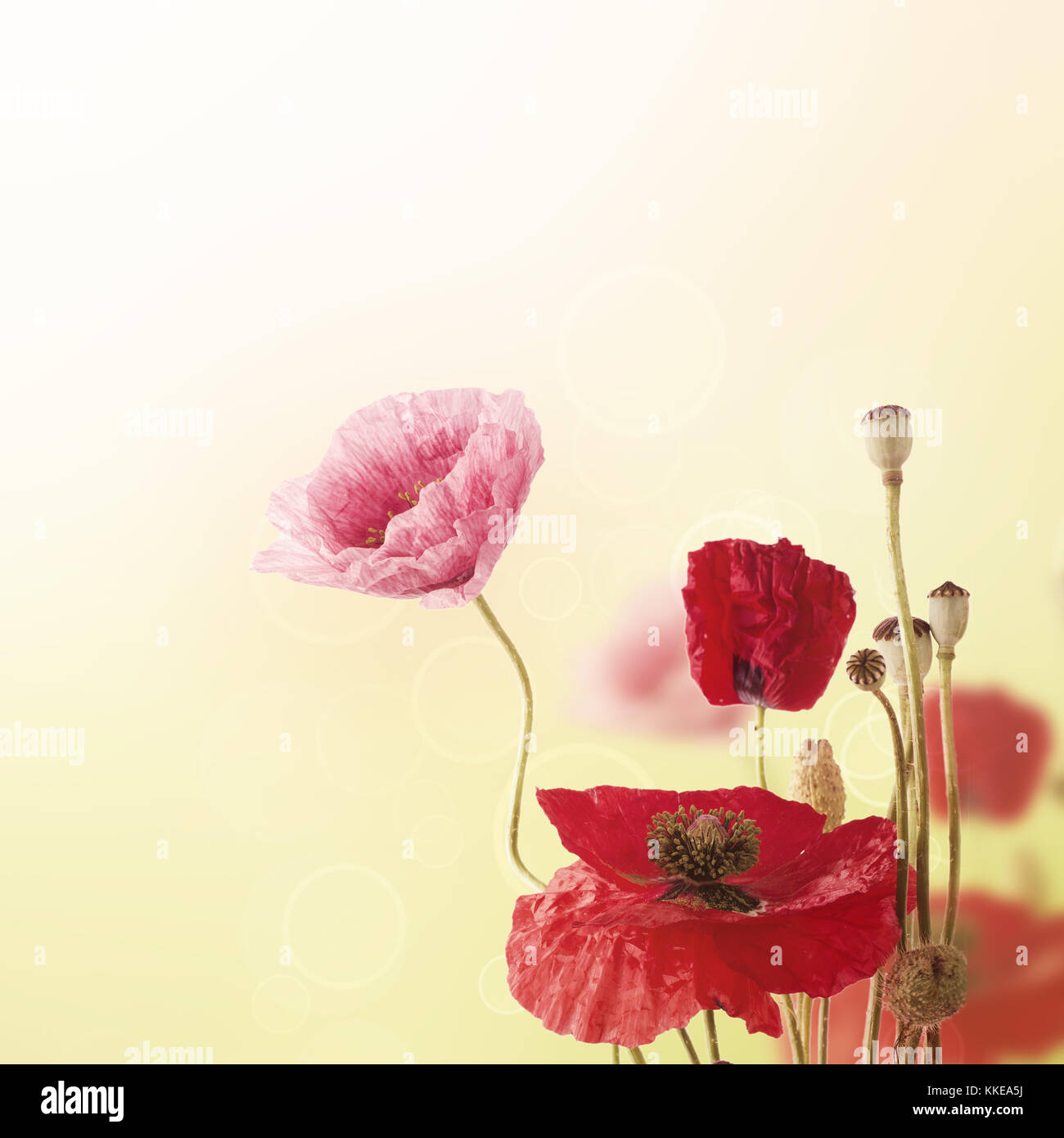 Poppy flowers background Stock Photo - Alamy