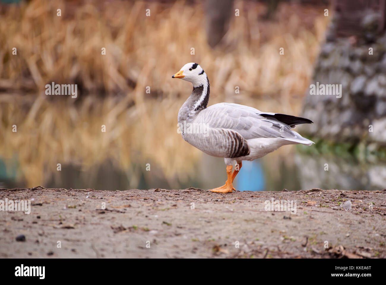 Bar headed goose Stock Photo - Alamy