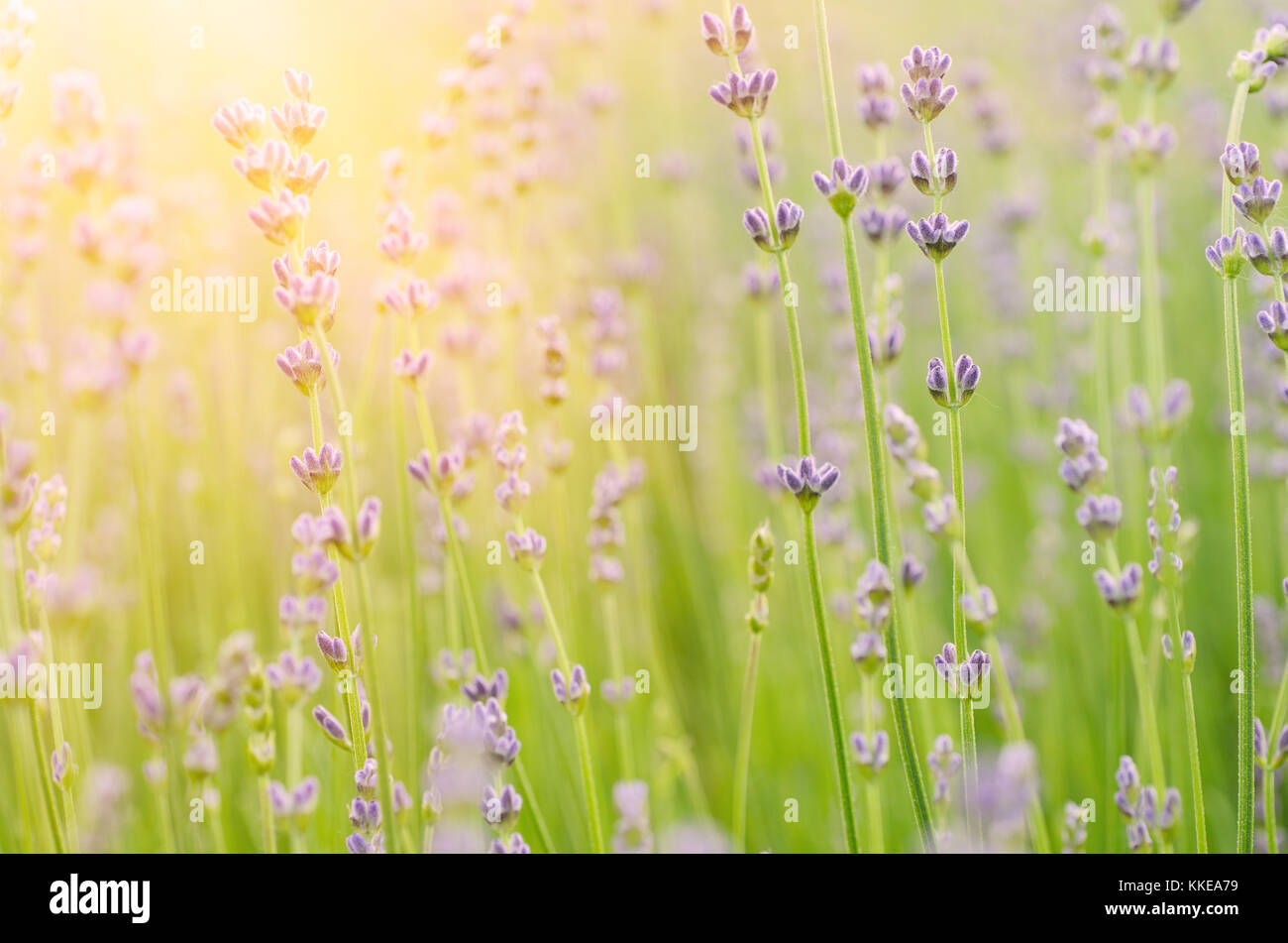 Lavender beautiful flowers Stock Photo - Alamy