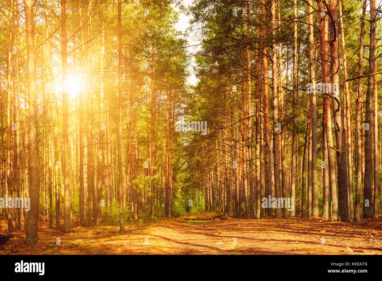 Summer green forest Stock Photo - Alamy