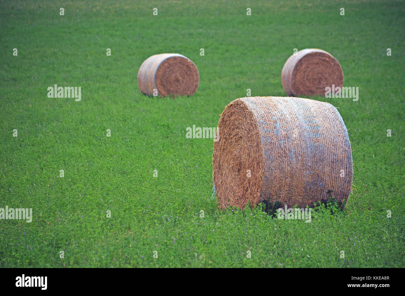 Round hay bales in a green field with purple wildflowers. Near ...