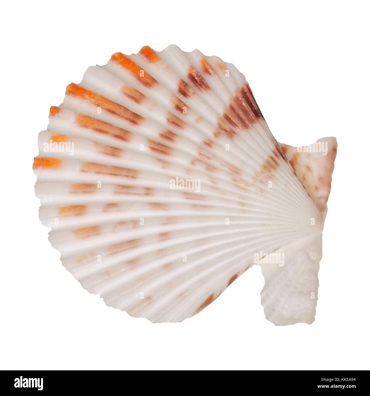 Sea shell isolated on a white background Stock Photo - Alamy