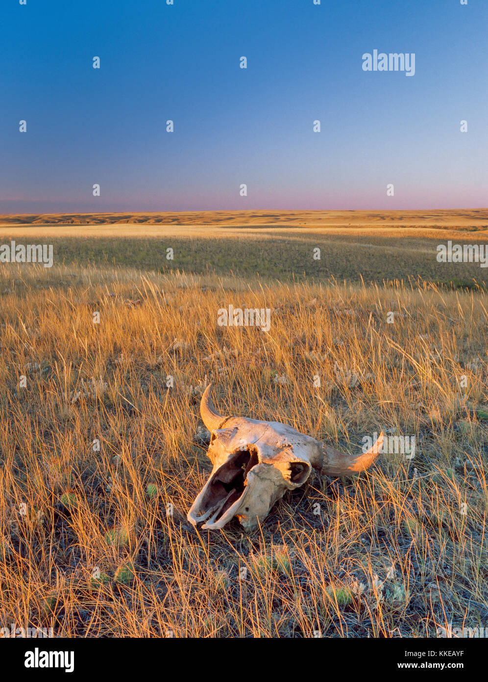 Bison skull hi-res stock photography and images - Alamy