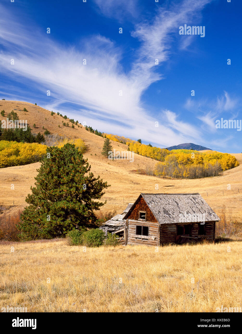 old homestead cabin and fall colors in the bearpaw mountains near rocky ...