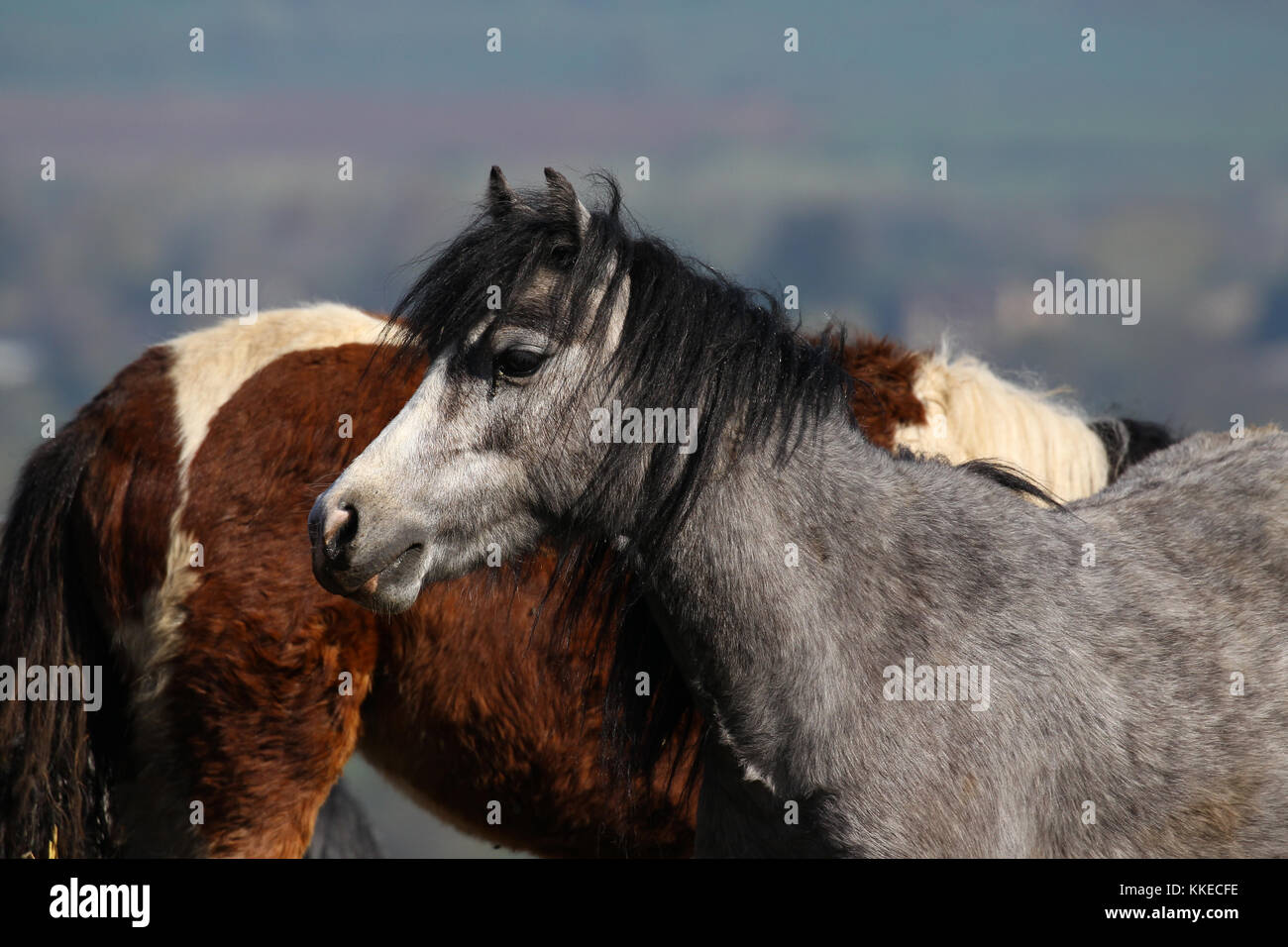 Welsh ponies section a hi-res stock photography and images - Alamy