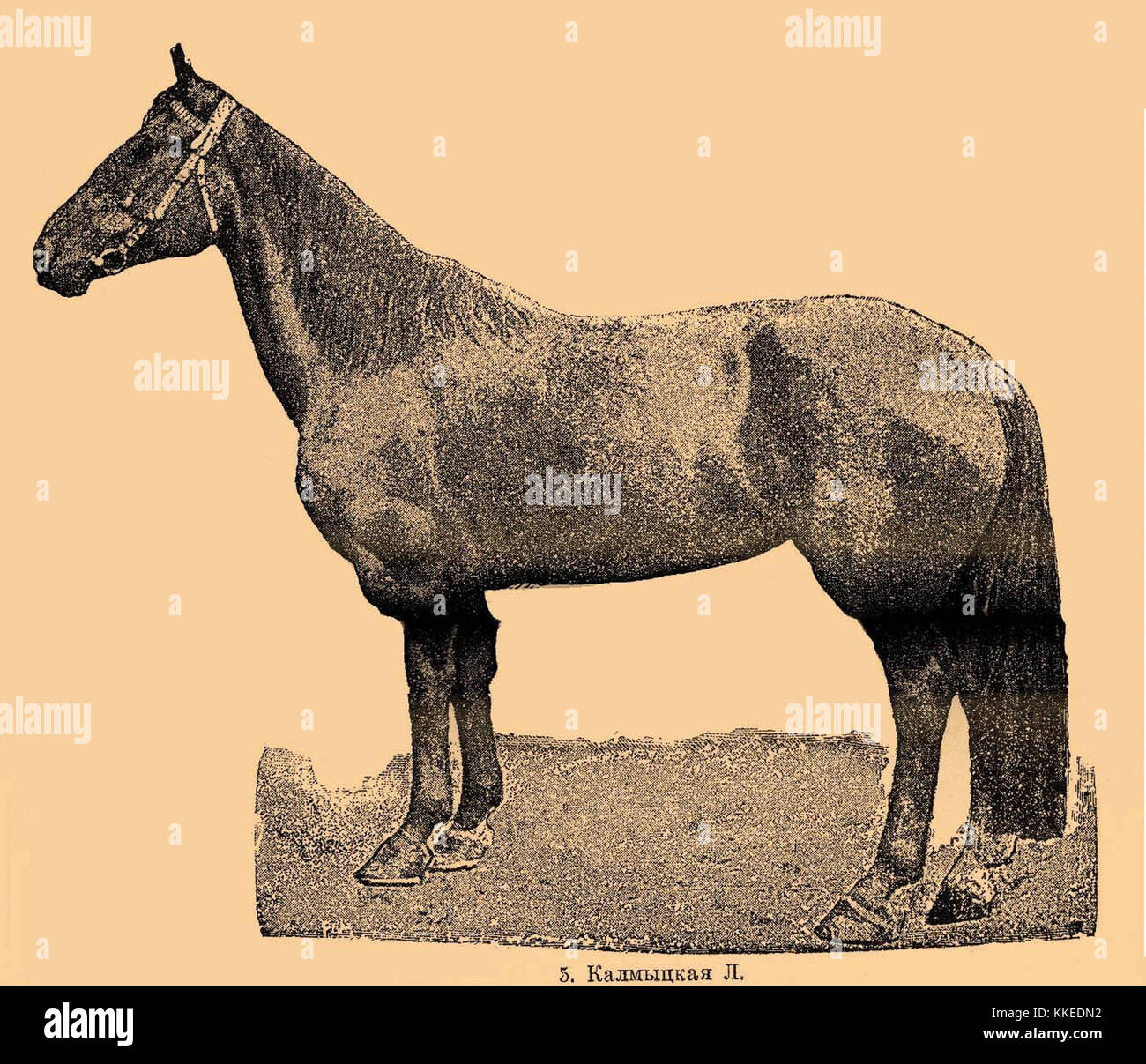 Kalmuck hi-res stock photography and images - Alamy