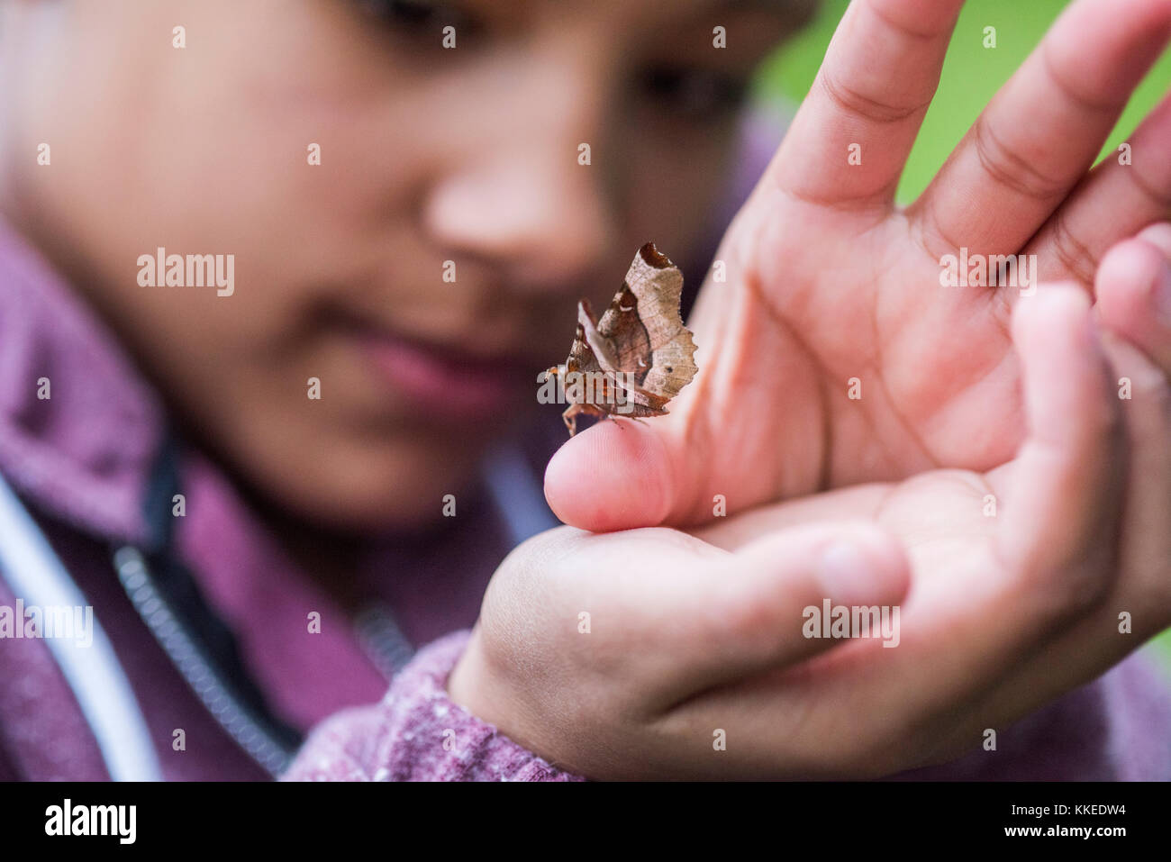 Children looking at bugs uk hi-res stock photography and images - Alamy