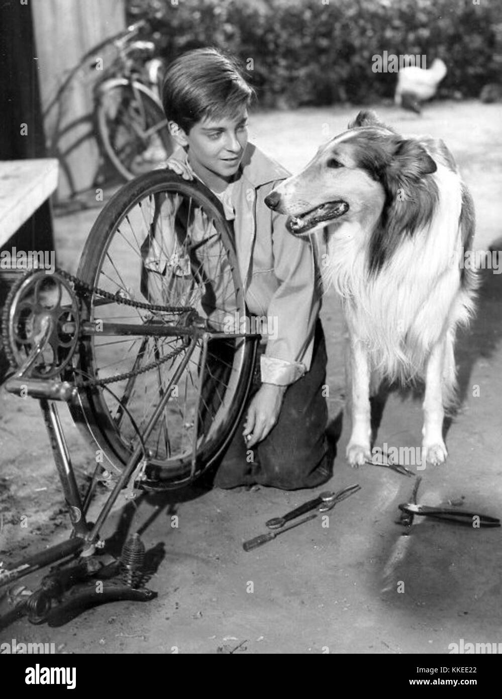 Lassie tv show hi-res stock photography and images - Alamy