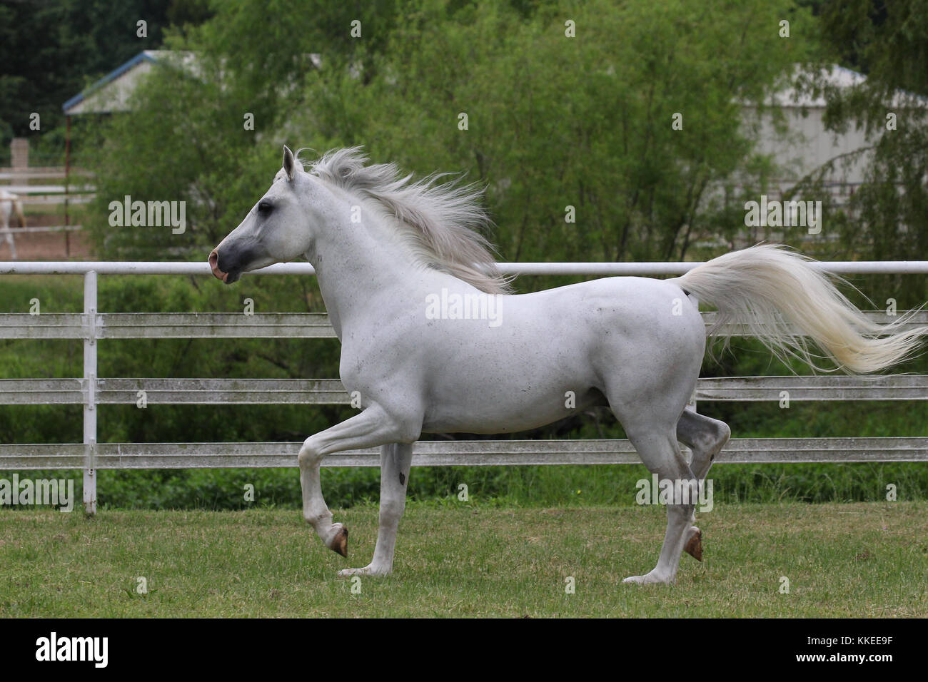 Grey arab horse hi-res stock photography and images - Alamy