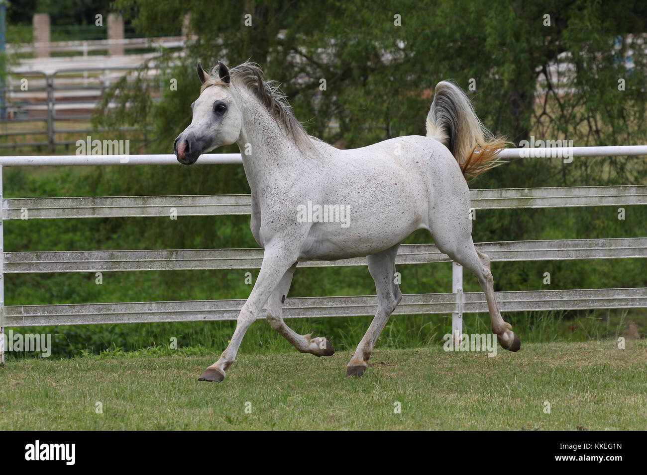 Arab arabian hi-res stock photography and images - Alamy