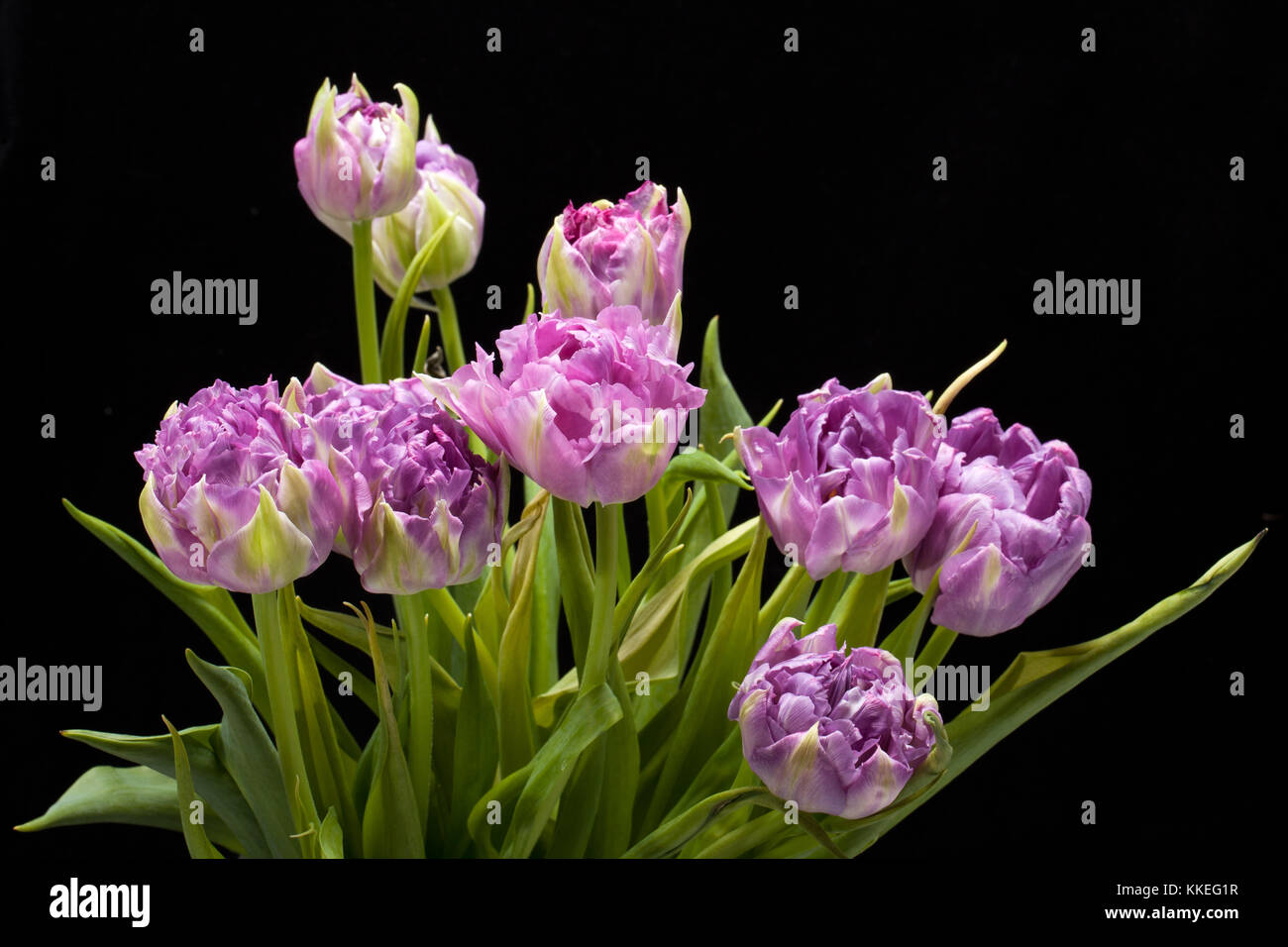 beautiful purple tulips crispa isolated over black Stock Photo - Alamy