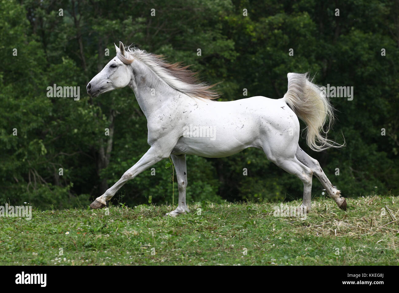 Shagya Arab High Resolution Stock Photography and Images - Alamy