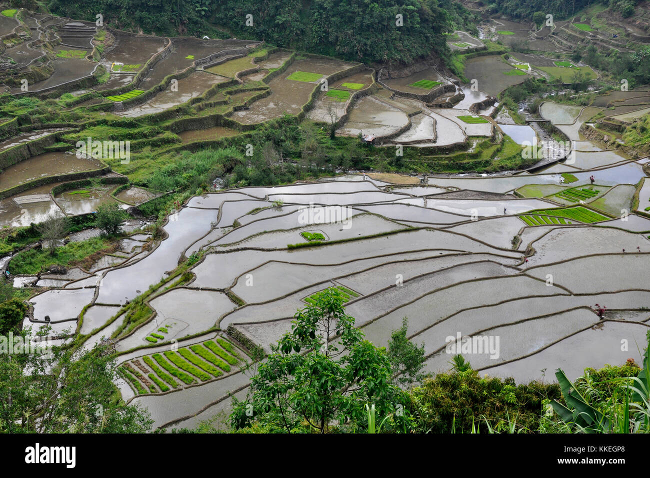 Banaue ricefields hi-res stock photography and images - Alamy