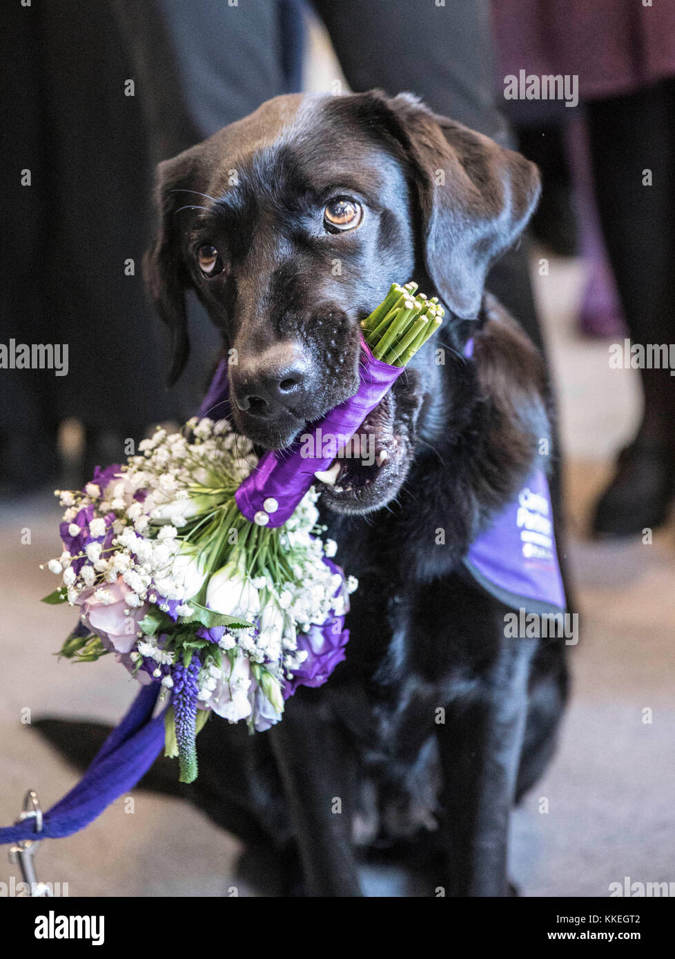"Yarna" the black Labrador prepares to present Queen Elizabeth II with ...