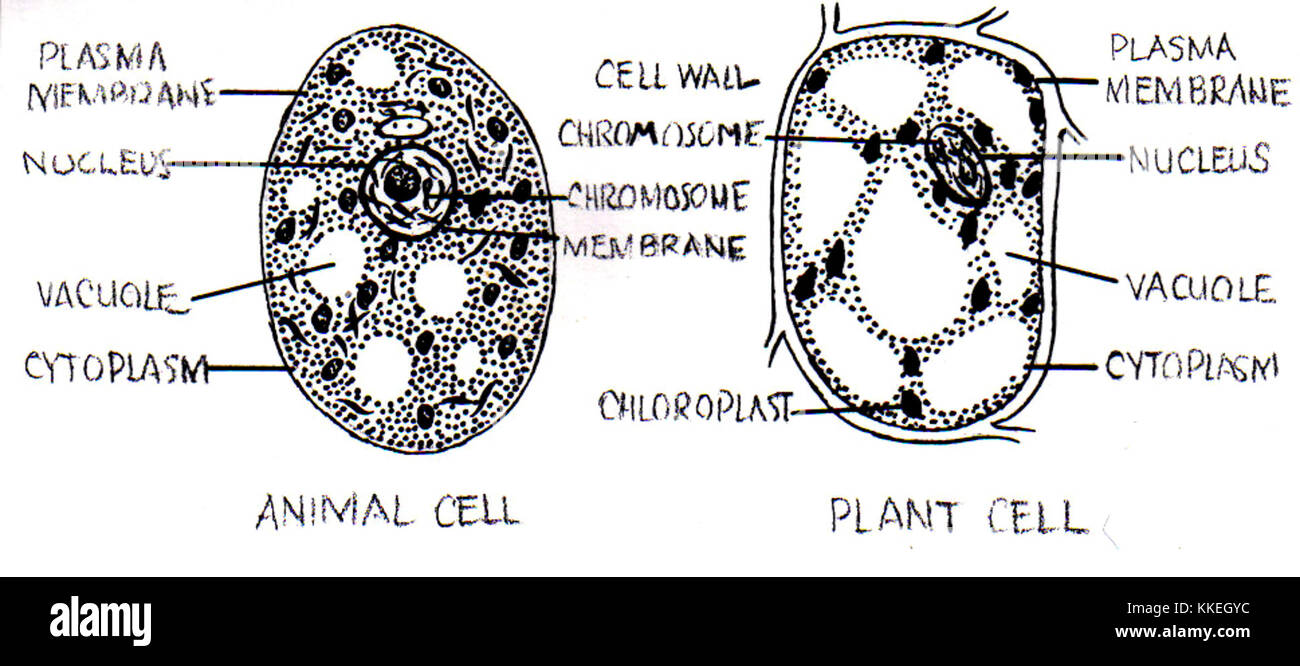 Cell (PSF) refers to a specialized unit or cell within a facility or ...