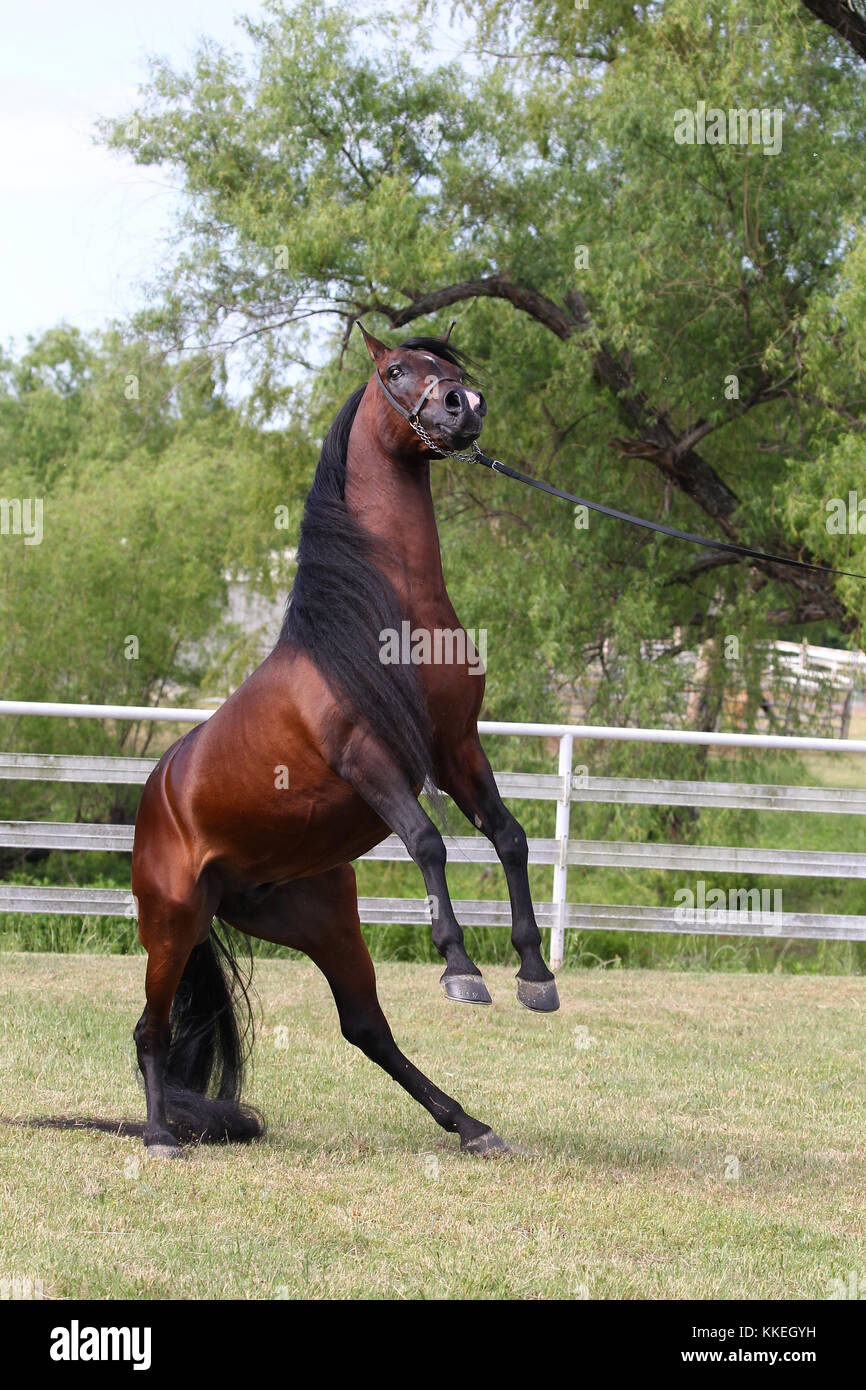 Arabian Horse Rearing High Resolution Stock Photography and Images - Alamy