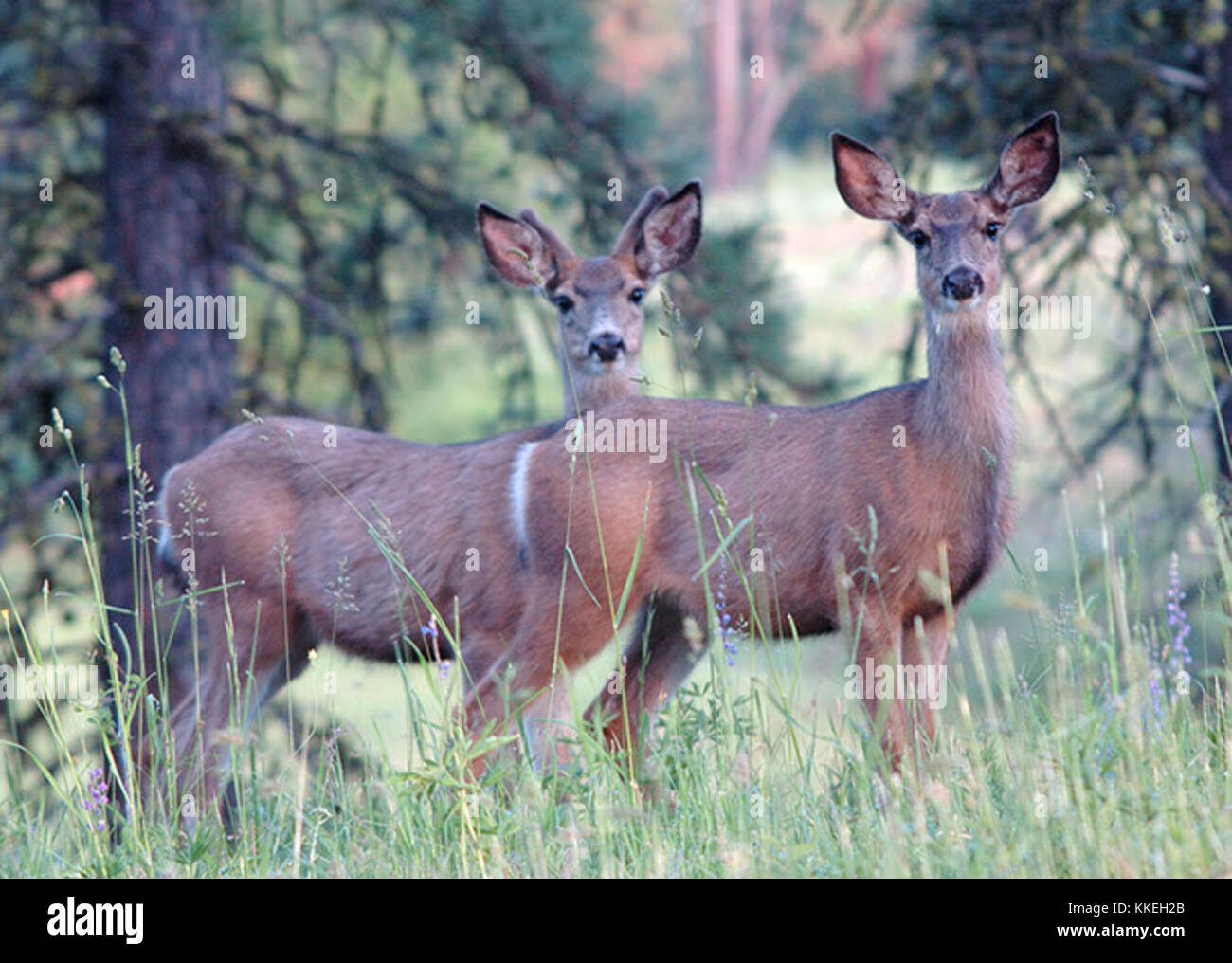 The Wenaha mule deer, native to the Pacific Northwest, is known for its ...